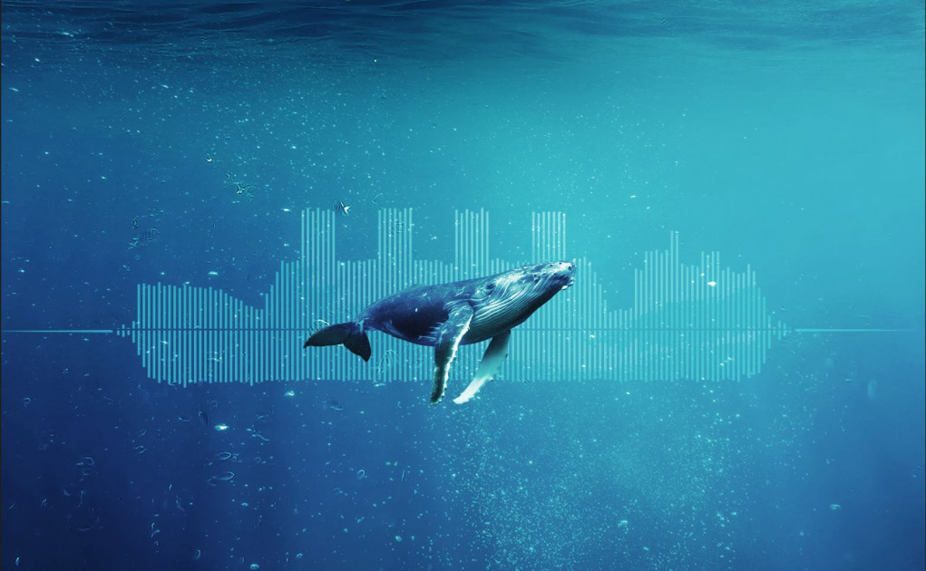 Le transport maritime, principale source de pollution sonore marine